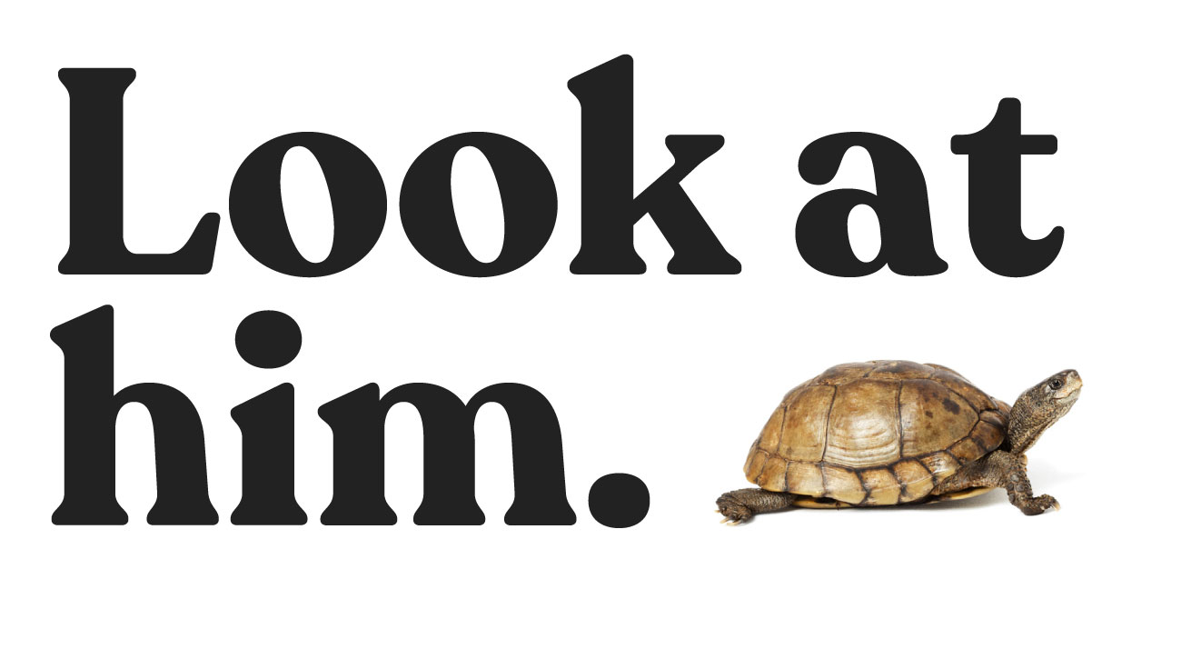 Turtleson - DAVID PIJOR'S WEBSITE